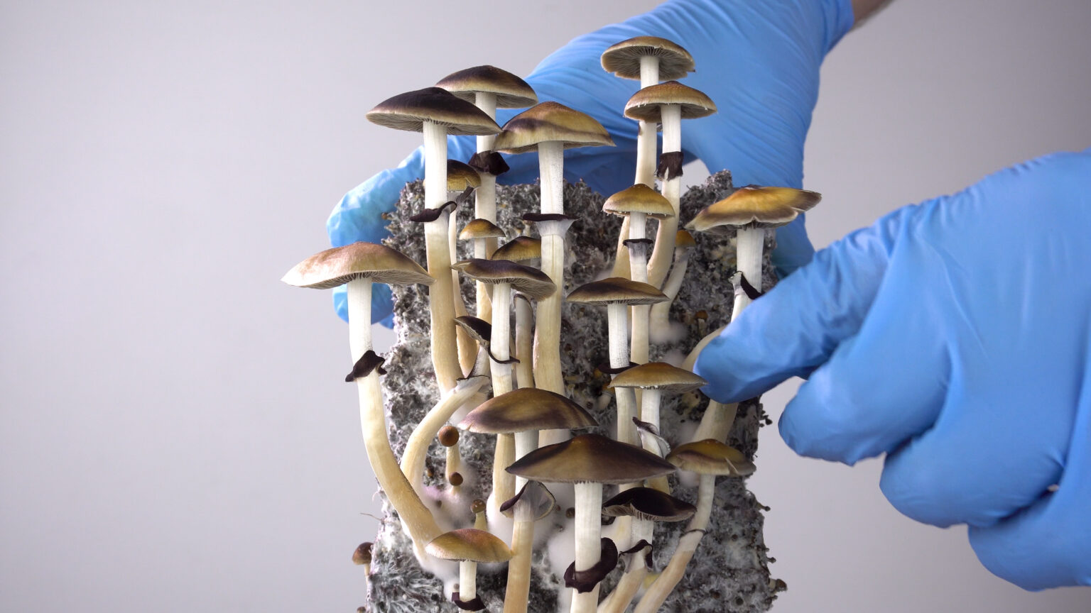 Psilocybin treatment at Avante Ibogaine Treatment Clinic